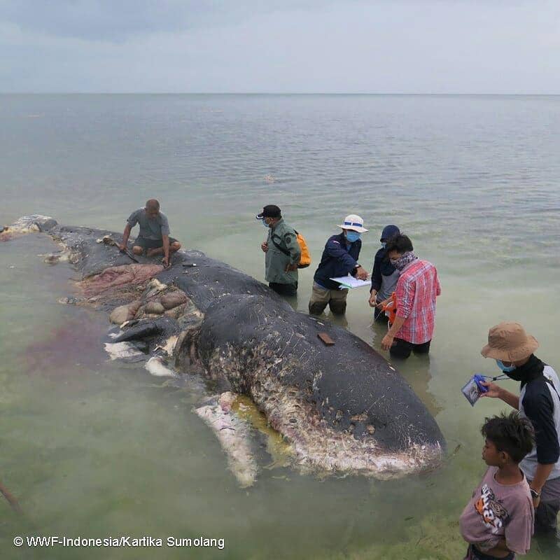 Ironis! Paus yang Mati Terdampar di Wakatobi Makan Sampah Plastik | IDN ...