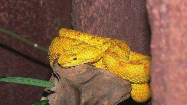 5 Fakta Bergidik Tentang Snake Island, Pulau Paling Mematikan di | IDN ...