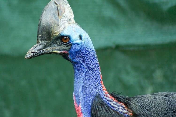 10 Fakta Menakjubkan dari Keindahan Burung Kasuari, Mirip Dinosaurus ...