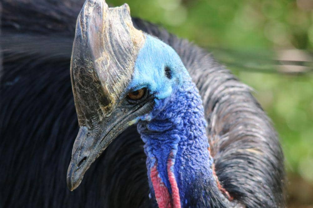 10 Fakta Menakjubkan dari Keindahan Burung Kasuari, Mirip Dinosaurus ...