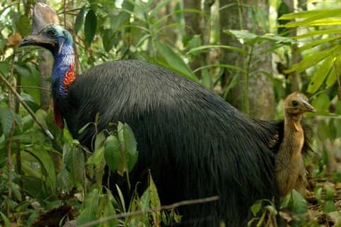 10 Fakta Menakjubkan dari Keindahan Burung Kasuari, Mirip Dinosaurus ...