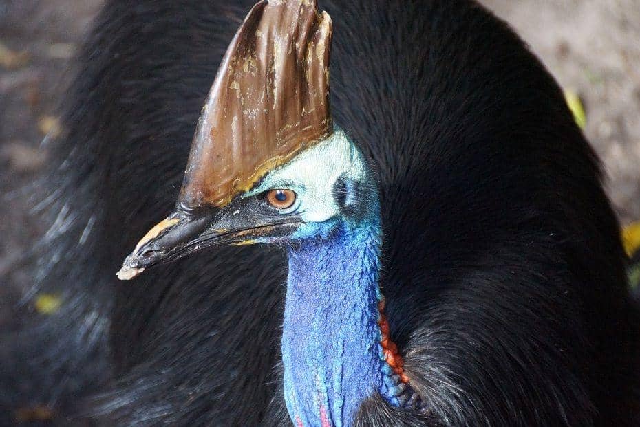 10 Fakta Menakjubkan dari Keindahan Burung Kasuari, Mirip Dinosaurus ...