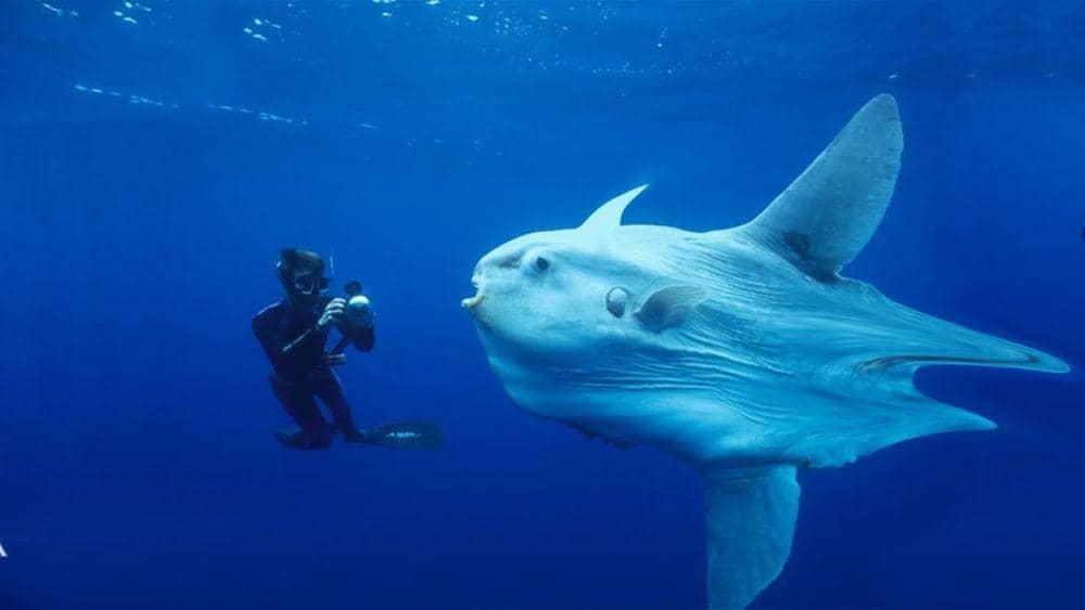 10 Fakta Palung Mariana, Tempat Terdalam di Dunia! | IDN Times