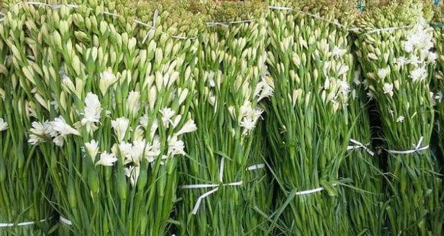 Dilirik Petani, Setangkai Bunga Sedap Malam Dijual Rp1000 | IDN Times Bali