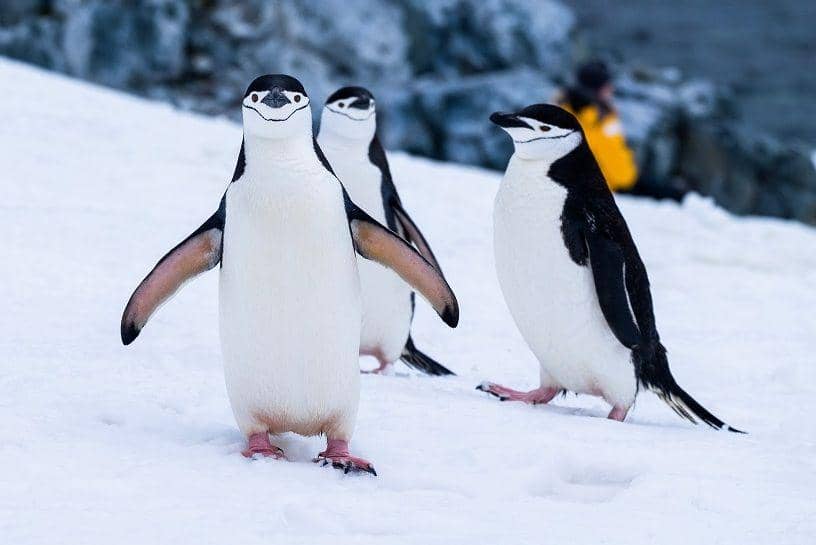 10 Fakta Penguin yang Wajib Kamu Tahu | IDN Times