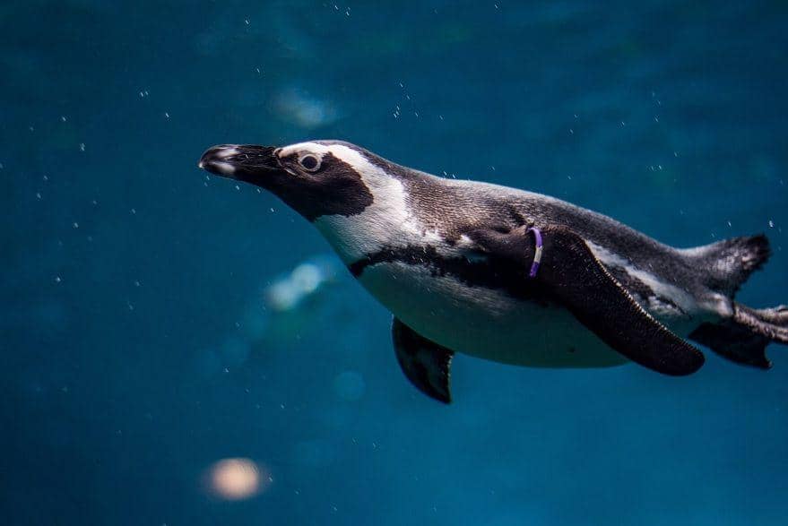 10 Fakta Penguin yang Wajib Kamu Tahu | IDN Times