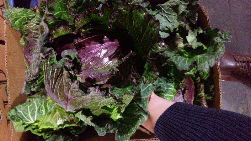 7 Jenis Kubis yang Wajib Kamu Ketahui | IDN Times