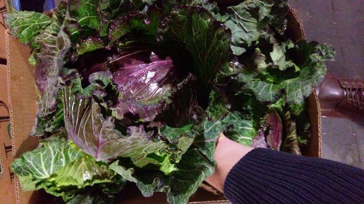 7 Jenis Kubis yang Wajib Kamu Ketahui | IDN Times