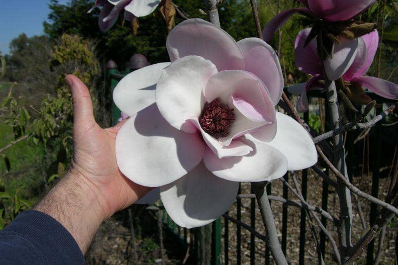 10 Fakta Menarik Magnolia, Bunga Khas Musim Semi Asal Amerika Uta | IDN ...