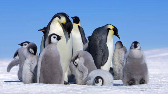 10 Fakta Unik Penguin, Si Burung Gemas dari Kutub Selatan | IDN Times