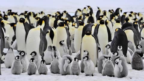 10 Fakta Unik Penguin, Si Burung Gemas dari Kutub Selatan | IDN Times