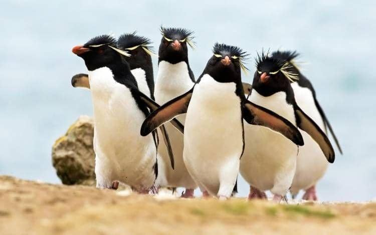 10 Fakta Unik Penguin, Si Burung Gemas dari Kutub Selatan | IDN Times