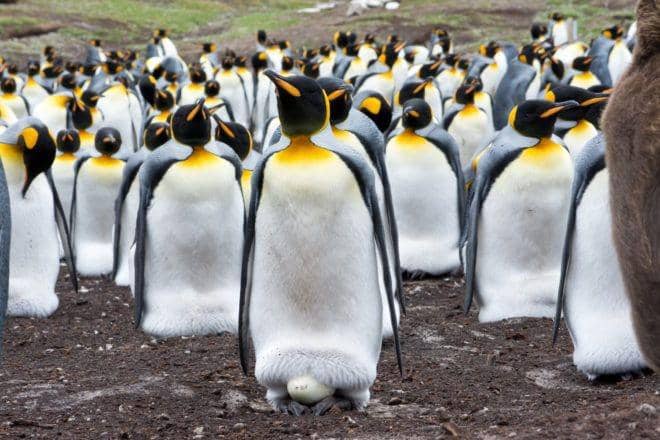 10 Fakta Unik Penguin, Si Burung Gemas dari Kutub Selatan | IDN Times