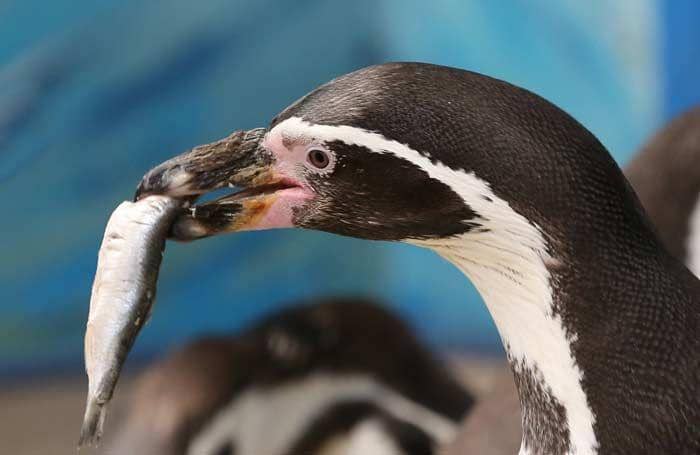 10 Fakta Unik Penguin, Si Burung Gemas dari Kutub Selatan | IDN Times