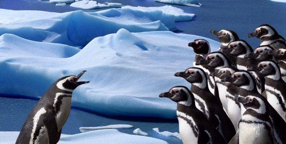 10 Fakta Unik Penguin, Si Burung Gemas dari Kutub Selatan | IDN Times