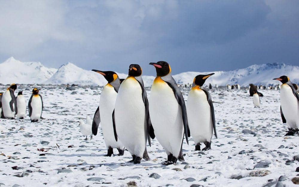 10 Fakta Unik Penguin, Si Burung Gemas dari Kutub Selatan | IDN Times