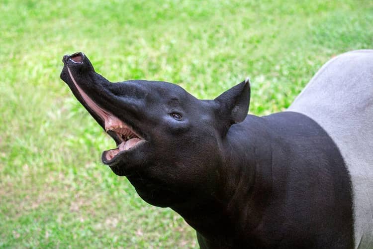 11 Fakta Unik Tapir, Pernahkah Kamu Melihat Hewan Ini Secara Lang | IDN ...
