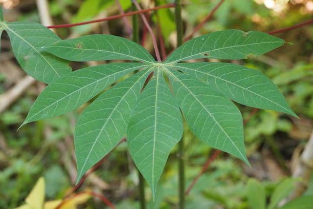 6 Manfaat Mengonsumsi Daun Singkong untuk Kesehatan | IDN Times