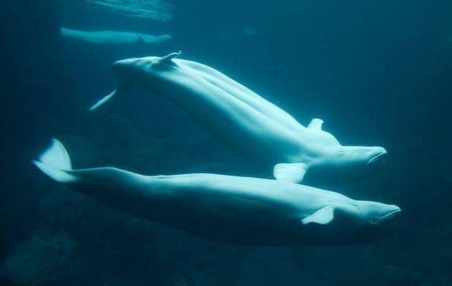 8 Fakta Beluga, Paus Putih Lucu yang Cerdas dan Ramah pada Manusi | IDN ...