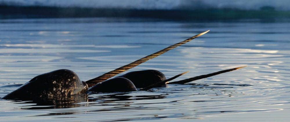 8 Fakta Beluga, Paus Putih Lucu yang Cerdas dan Ramah pada Manusi | IDN ...