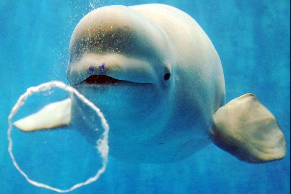8 Fakta Beluga, Paus Putih Lucu yang Cerdas dan Ramah pada Manusi | IDN ...