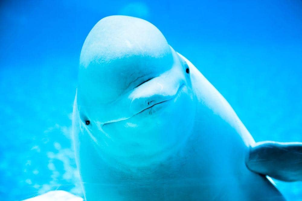 8 Fakta Beluga, Paus Putih Lucu yang Cerdas dan Ramah pada Manusi | IDN ...
