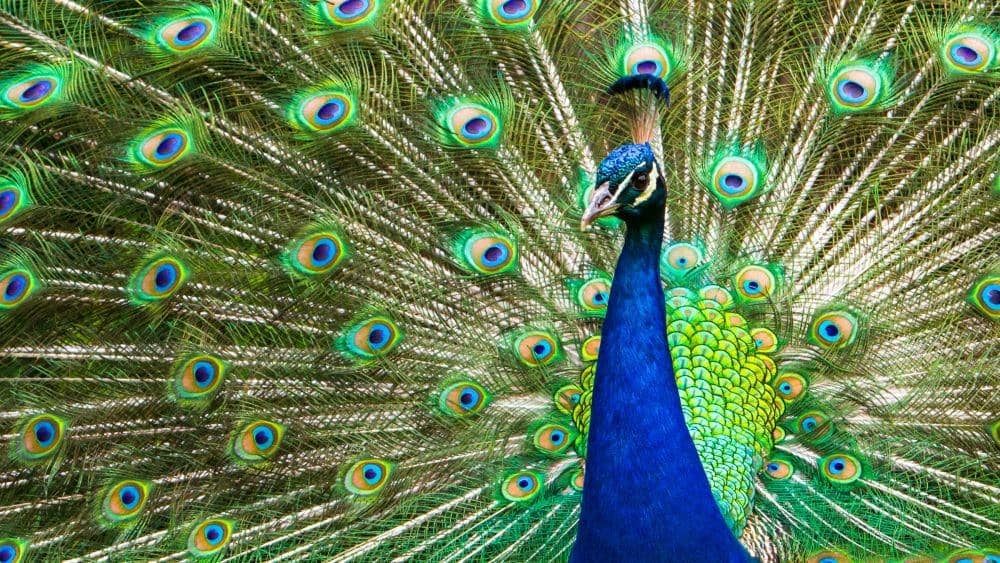 7 Fungsi Ekor pada Hewan yang Harus Kamu Ketahui | IDN Times