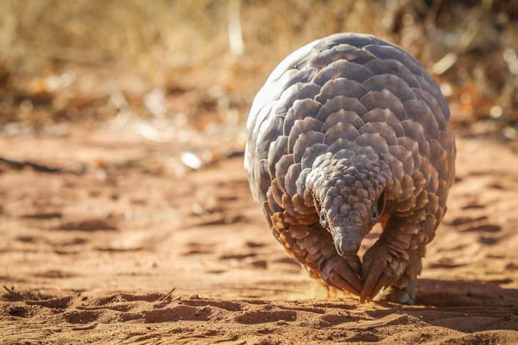 8 Fakta Trenggiling, Hewan yang Paling Banyak Diperdagangkan di D | IDN ...