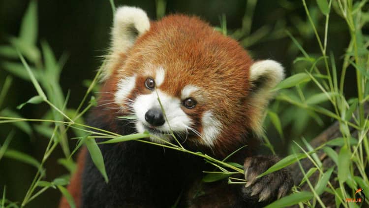 5 Fakta Panda Merah, Hewan Unik yang Bikin Bingung Para Ahli | IDN Times