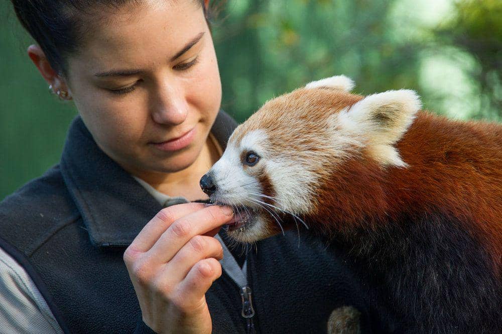 5 Fakta Panda Merah, Hewan Unik yang Bikin Bingung Para Ahli | IDN Times