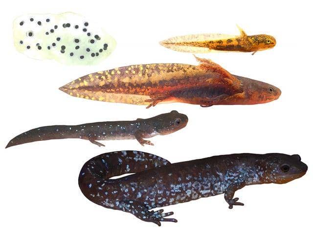Mengenal Salamander, Hewan Amfibi yang Mirip Kadal | IDN Times