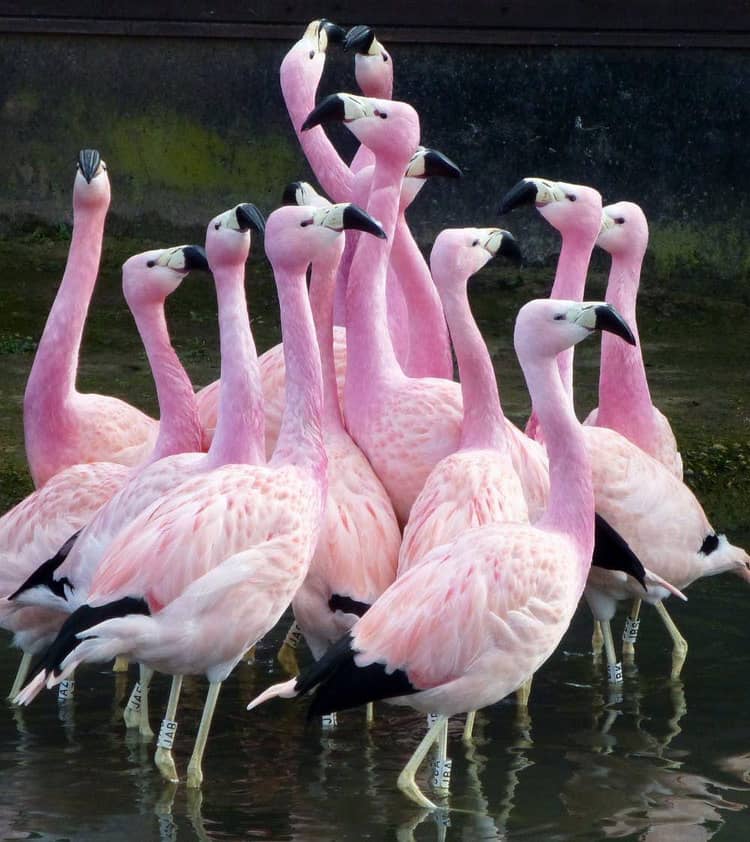 5 Fakta Menarik Burung Flamingo, Si Ramping Berwarna Pink | IDN Times