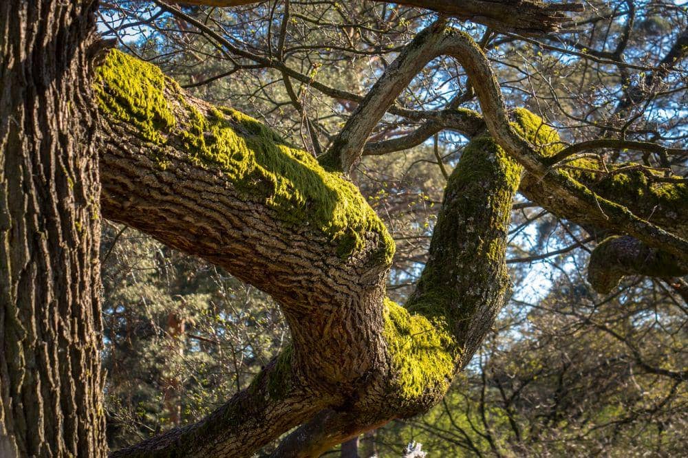 5 Fakta Unik Pohon Oak, Pohon Tertua dalam Sejarah Mitologi Eropa | IDN ...