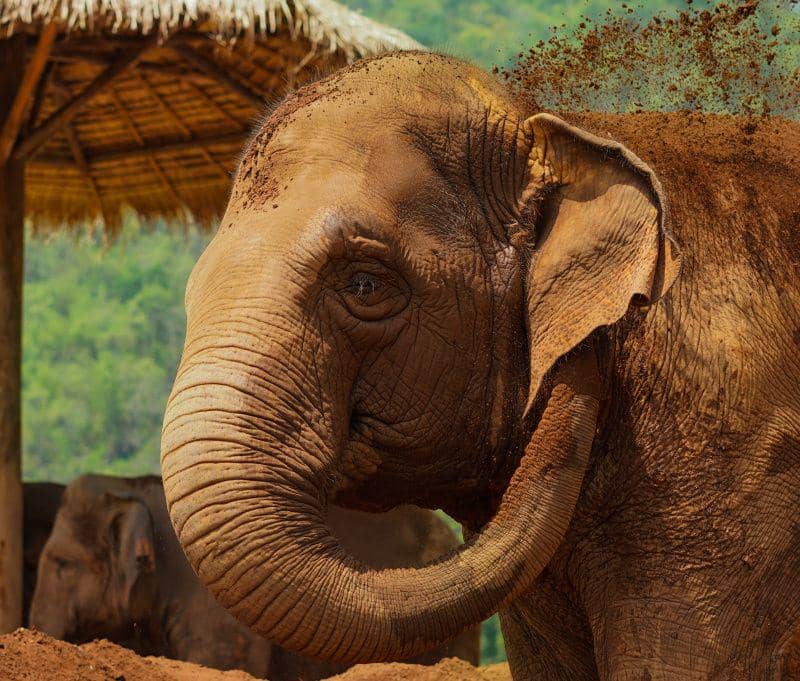 9 Fakta Unik Tentang Gajah, Hewan Raksasa yang Perasa | IDN Times