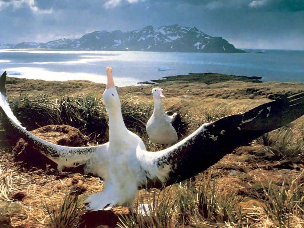 5 Fakta Albatros, Burung dengan Sayap Terlebar di Dunia | IDN Times