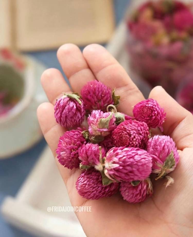 6 Manfaat Bunga Kenop untuk Kesehatan, Banyak Dijadikan Ramuan Ob | IDN ...