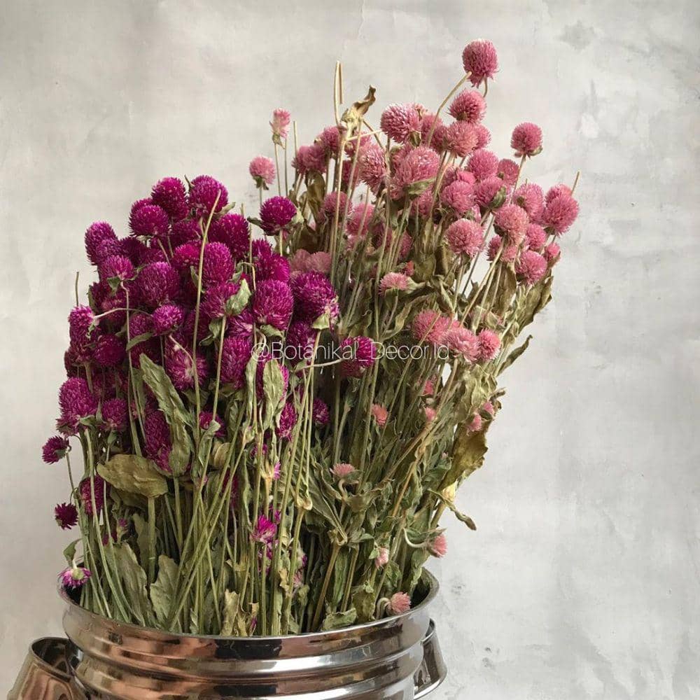 6 Manfaat Bunga Kenop untuk Kesehatan, Banyak Dijadikan Ramuan Ob | IDN ...