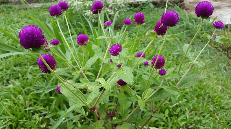 6 Manfaat Bunga Kenop untuk Kesehatan, Banyak Dijadikan Ramuan Ob | IDN ...