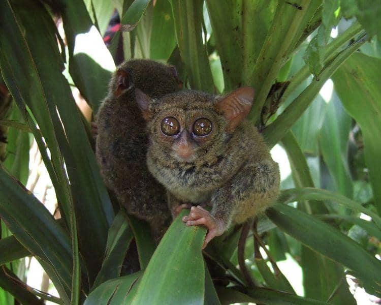5 Fakta Menarik Tarsius, Primata Terkecil Endemik Indonesia | IDN Times