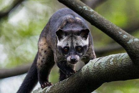 7 Fakta Unik Musang, Bisa Dijadikan Teman di Rumah | IDN Times
