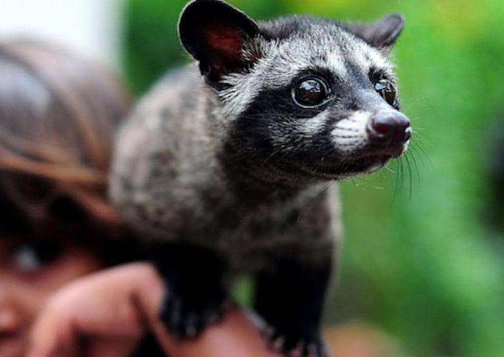 7 Fakta Unik Musang, Bisa Dijadikan Teman di Rumah | IDN Times