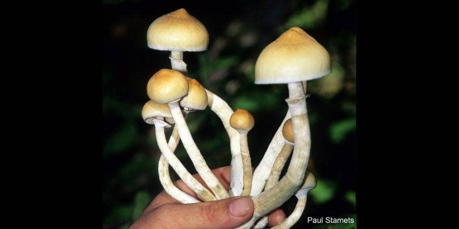 13 Fakta Magic Mushroom, Jamur Penyebab Halusinasi! | IDN Times