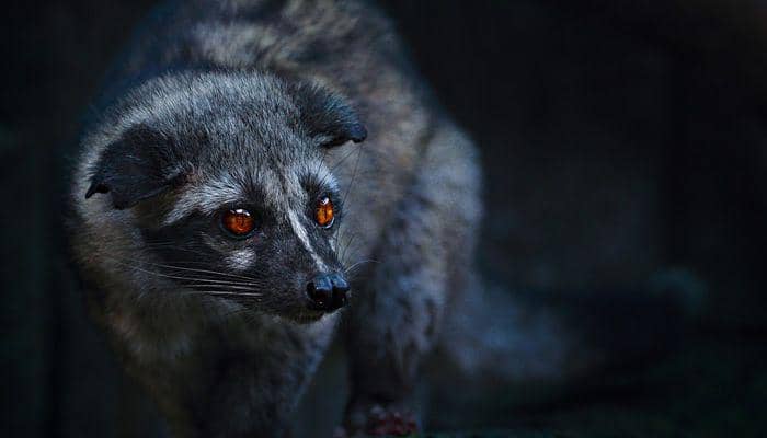 7 Fakta Unik Musang, Bisa Dijadikan Teman di Rumah | IDN Times