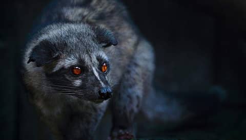 7 Fakta Unik Musang, Bisa Dijadikan Teman di Rumah | IDN Times