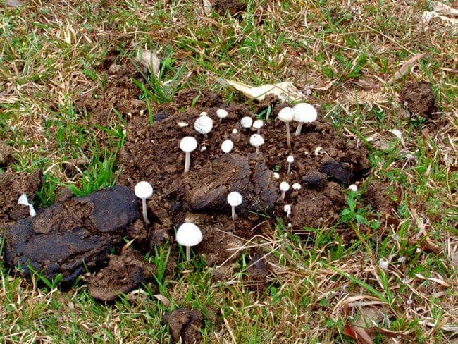 13 Fakta Magic Mushroom, Jamur Penyebab Halusinasi! | IDN Times