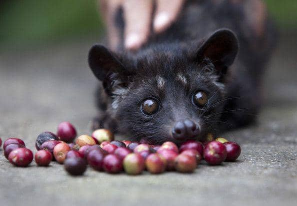 7 Fakta Unik Musang, Bisa Dijadikan Teman di Rumah | IDN Times