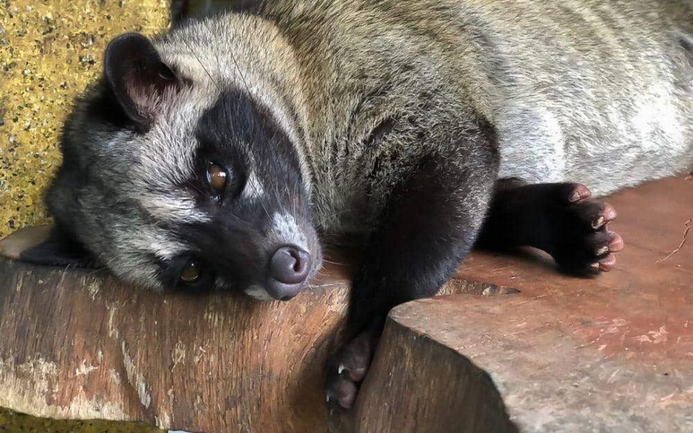 7 Fakta Unik Musang, Bisa Dijadikan Teman di Rumah | IDN Times