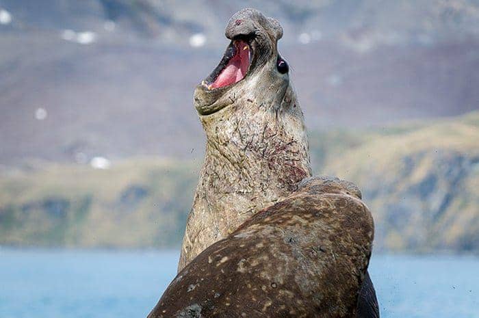 5 Fakta Gajah Laut, Mamalia Laut Unik yang Punya Belalai | IDN Times