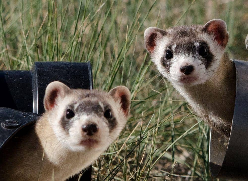 7 Fakta Unik Musang, Bisa Dijadikan Teman di Rumah | IDN Times