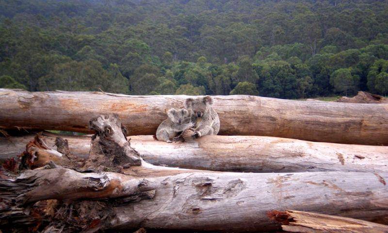 7 Fakta Unik Koala, Si Malas yang Suka Bikin Gemas | IDN Times